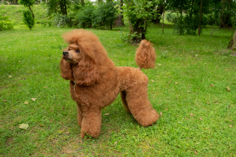 Pudel Miniaturowy Płowy, Bugatti Roxy Diamond | Niebieska Rapsodia FCI